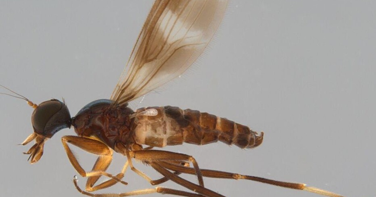 Douze nouvelles espèces d'insectes et arthropodes terrestres ...