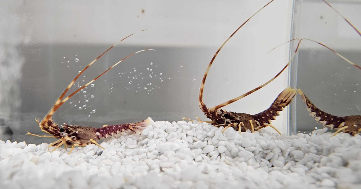 Stella Mare : une nouvelle étape franchie dans la reproduction de la langouste rouge et une ...
